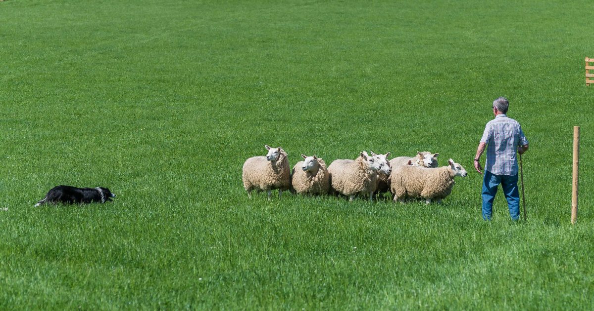 Sheepdog trial